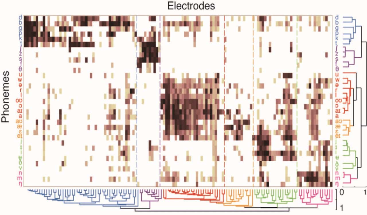 Researchers create brain-controlled voice synthesiser - Springwise