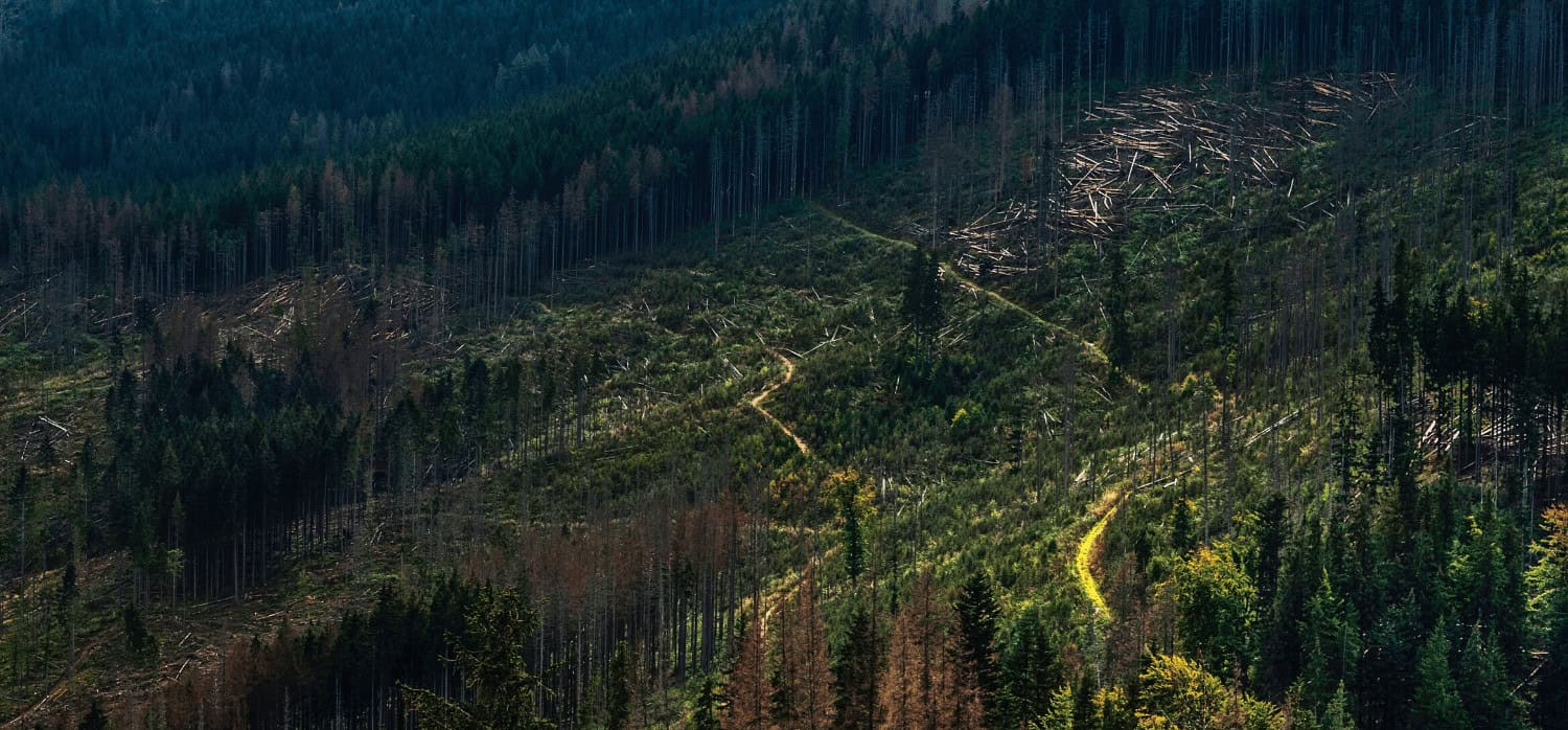 Shopping app partners with retailers to save paper and plant trees ...