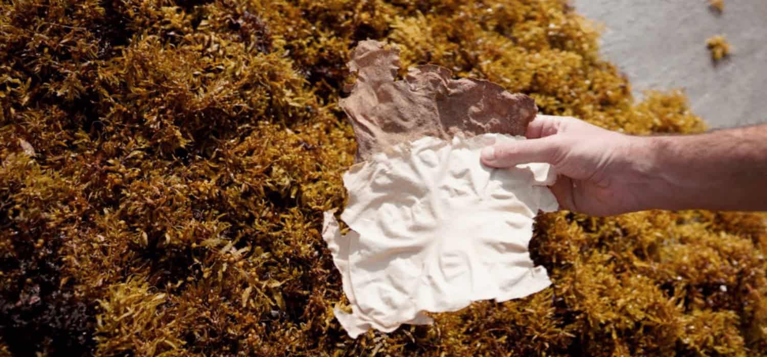 Caribbean startup converts toxic seaweed into paper - Springwise
