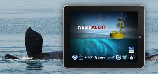 App protects whales by alerting ship navigators of their proximity in ...